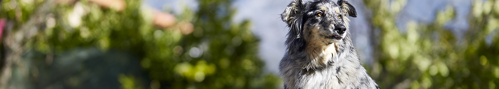 Pireler hakkında bilmeniz gerekenler